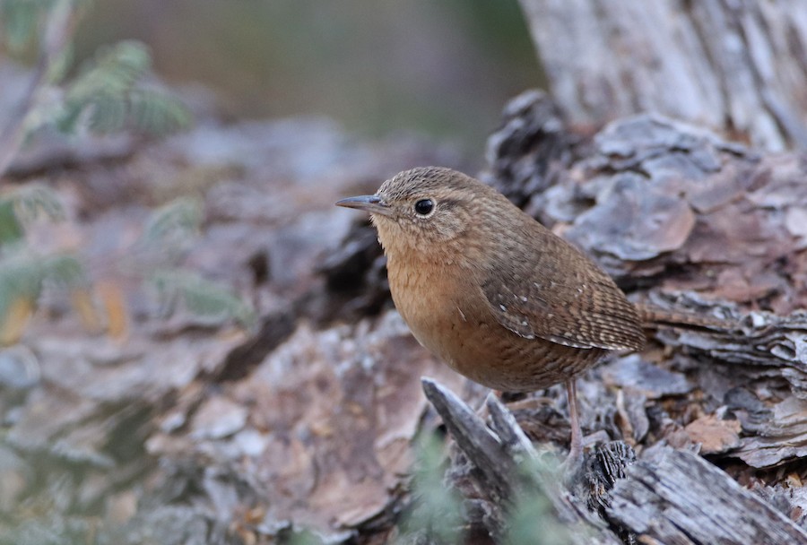 Northern House Wren (Brown-throated) - eBird