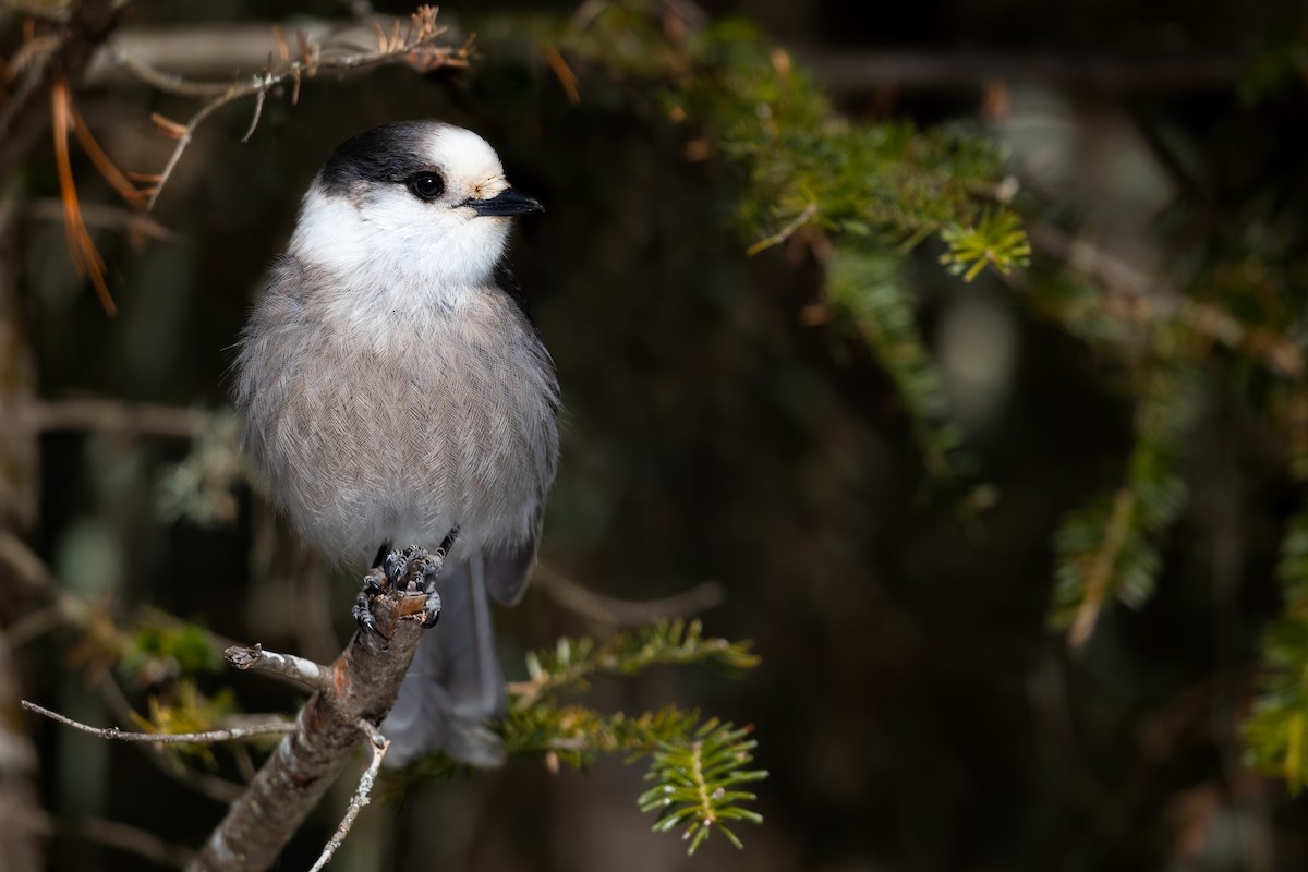 eBird Checklist - 21 Feb 2021 - Moose Bog, Wenlock WMA - 12 species