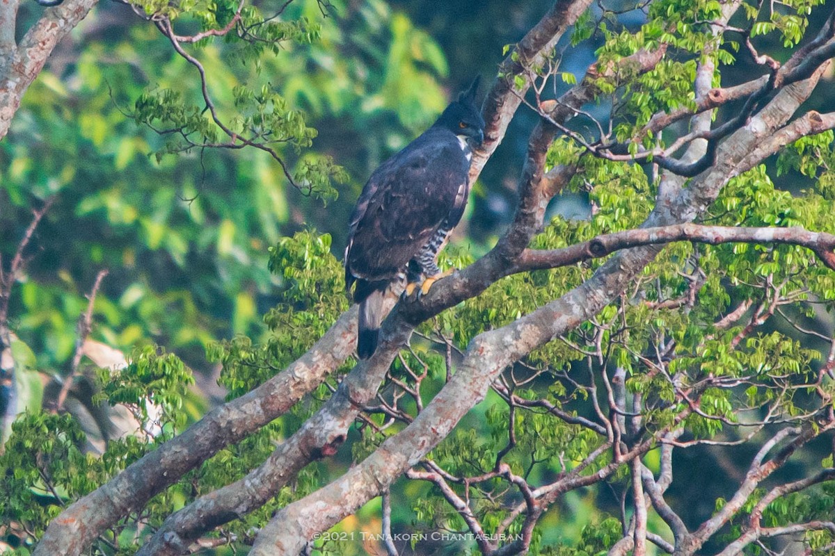 eBird Checklist - 13 Feb 2021 - Hala – Bala Wildlife Sanctuary--Chom ...