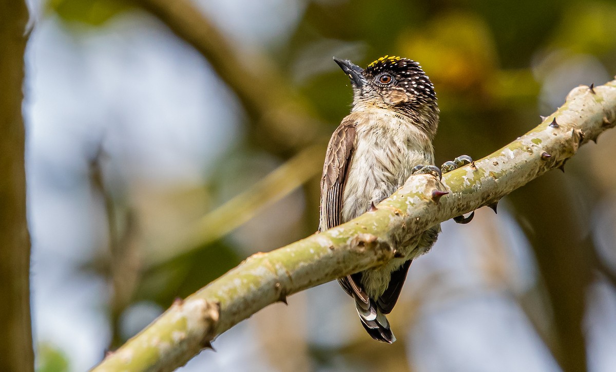 eBird Checklist - 16 Feb 2021 - Parque Lago de La Pradera - 40 species