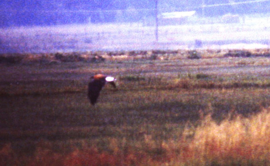 eBird Checklist - 7 Sep 1987 - Variable Hawk Location - 1 species