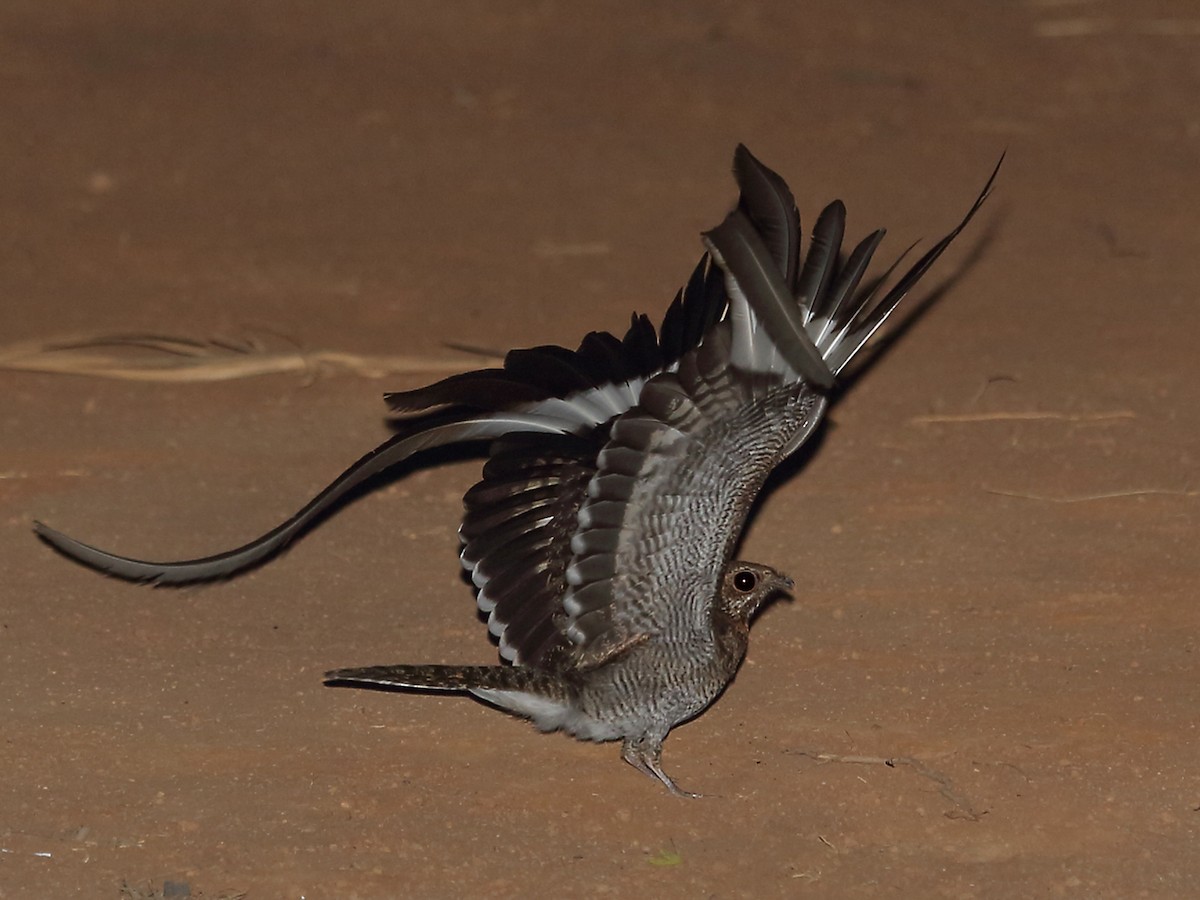 Pennant-winged Nightjar - Caprimulgus vexillarius - Birds of the World