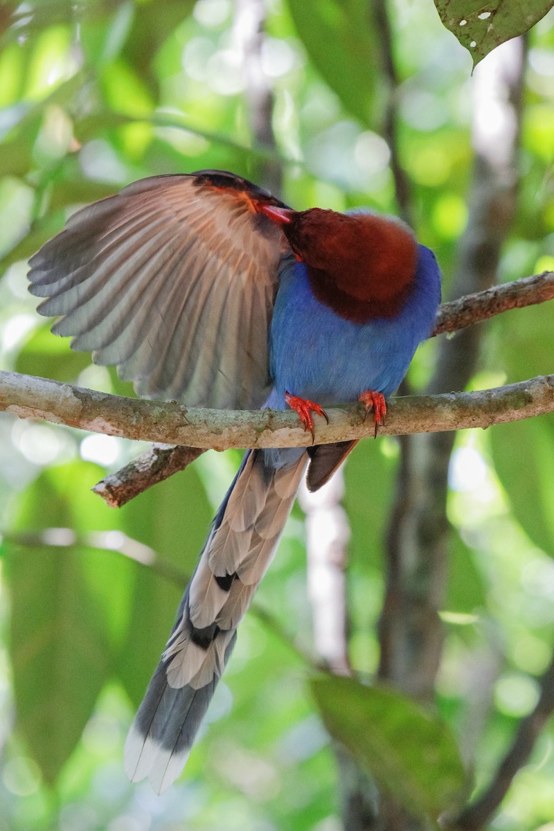 ML310692901 - Sri Lanka Blue-Magpie - Macaulay Library