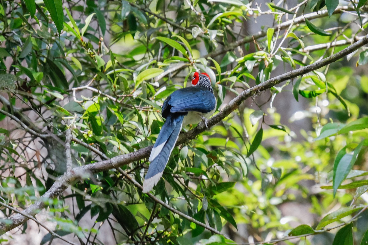 ML310693381 - Red-faced Malkoha - Macaulay Library