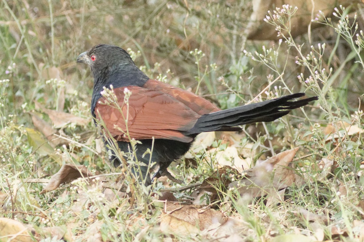 eBird Checklist - 21 Feb 2021 - Kukrail Forest and Gharial Park ...