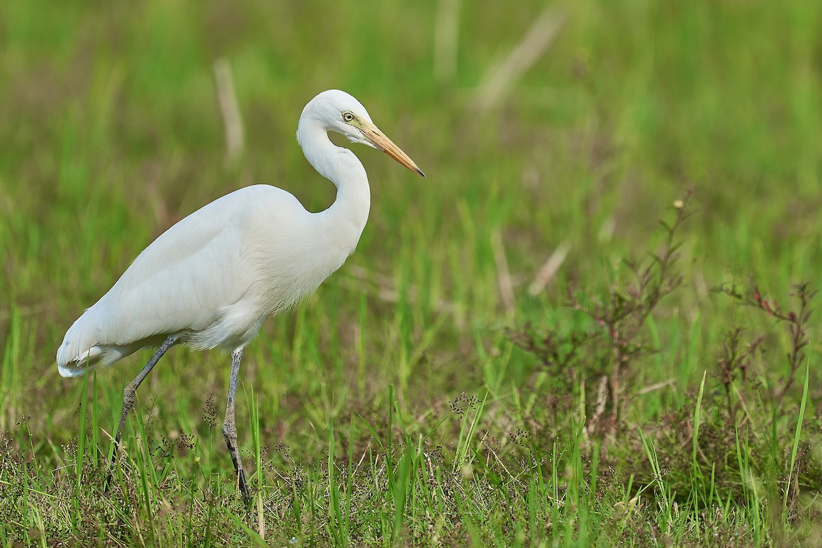 ML310704691 - Medium Egret - Macaulay Library