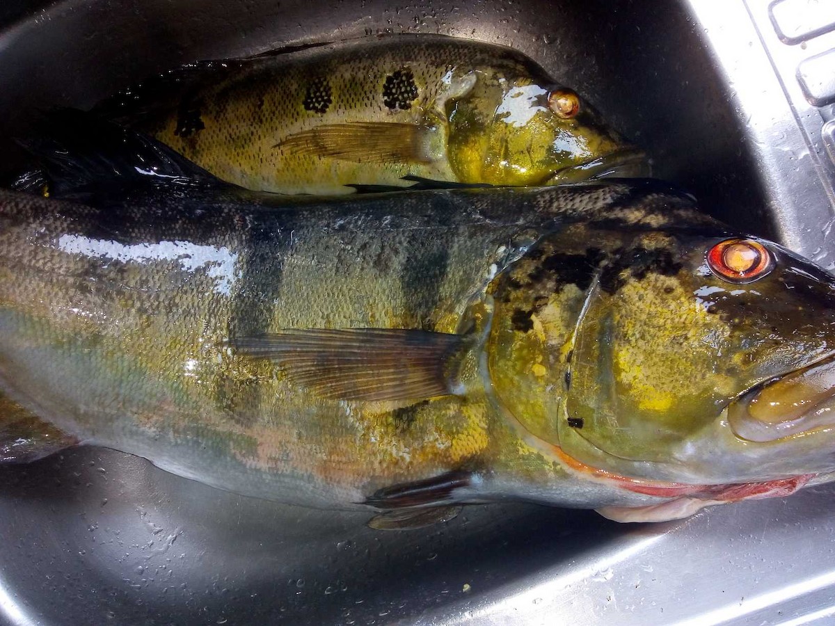 ML310713941 - Fish sp. - Macaulay Library