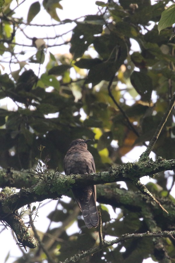 Black Cuckoo (Rufous-throated) - eBird