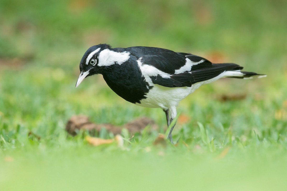 ML311115921 - Magpie-lark - Macaulay Library