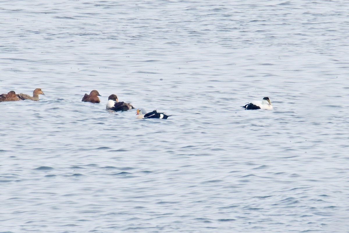 eBird Checklist - 24 Feb 2021 - Cap Mont Joli - 2 species