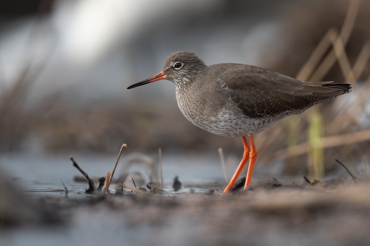 ML311512471 - Common Redshank - Macaulay Library