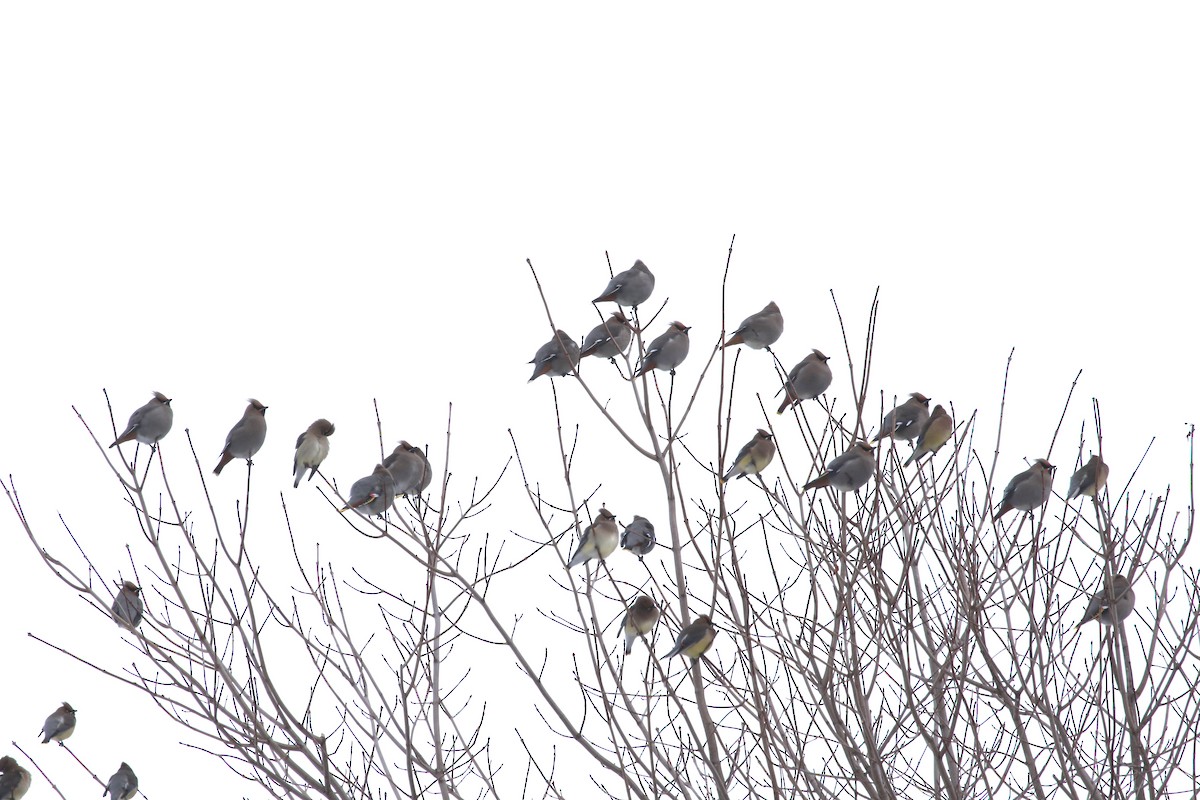 eBird Checklist - 4 Feb 2021 - US 23 between Malaski and elmer - 3 species