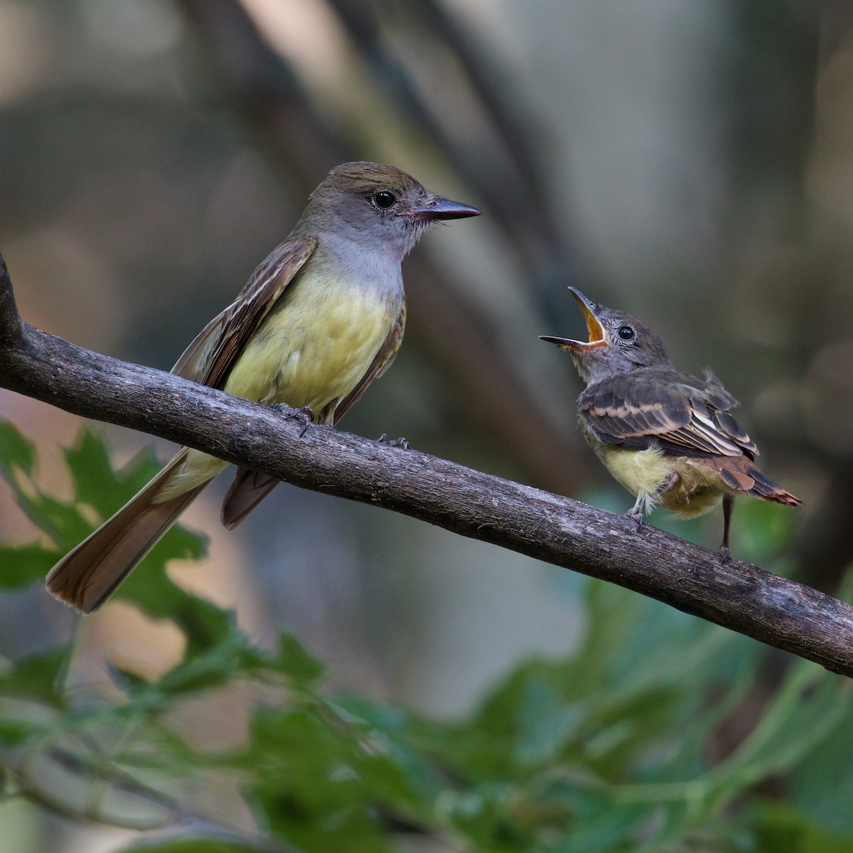 ML31174991 - Great Crested Flycatcher - Macaulay Library