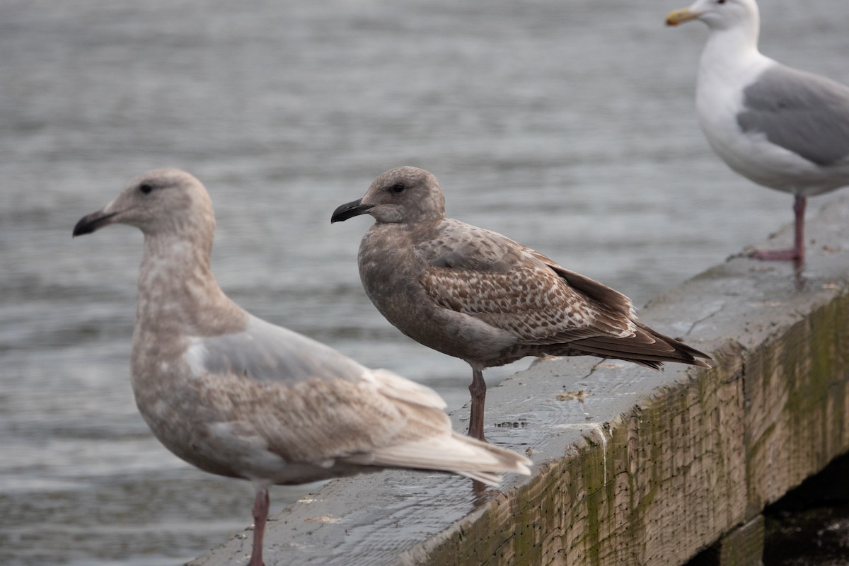 ML311851521 - Western x Glaucous-winged Gull (hybrid) - Macaulay Library
