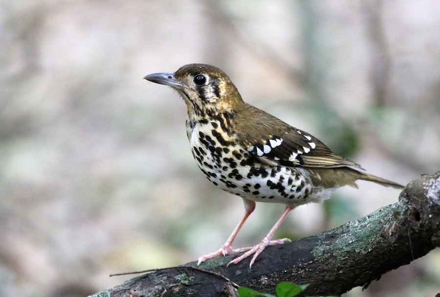 Spotted Ground Thrush (Spotted) - eBird