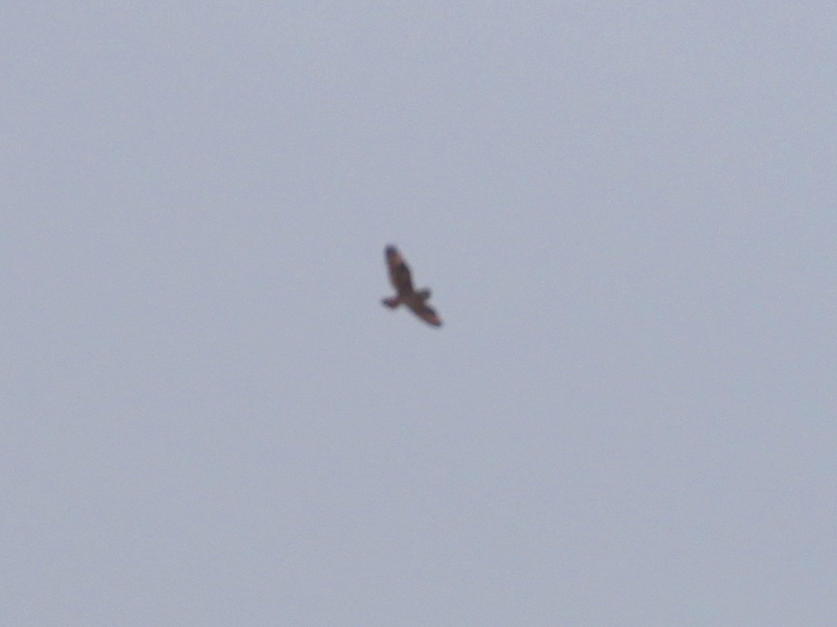 eBird Checklist - 22 Feb 2021 - Long Beach--Bolstad access - 3 species
