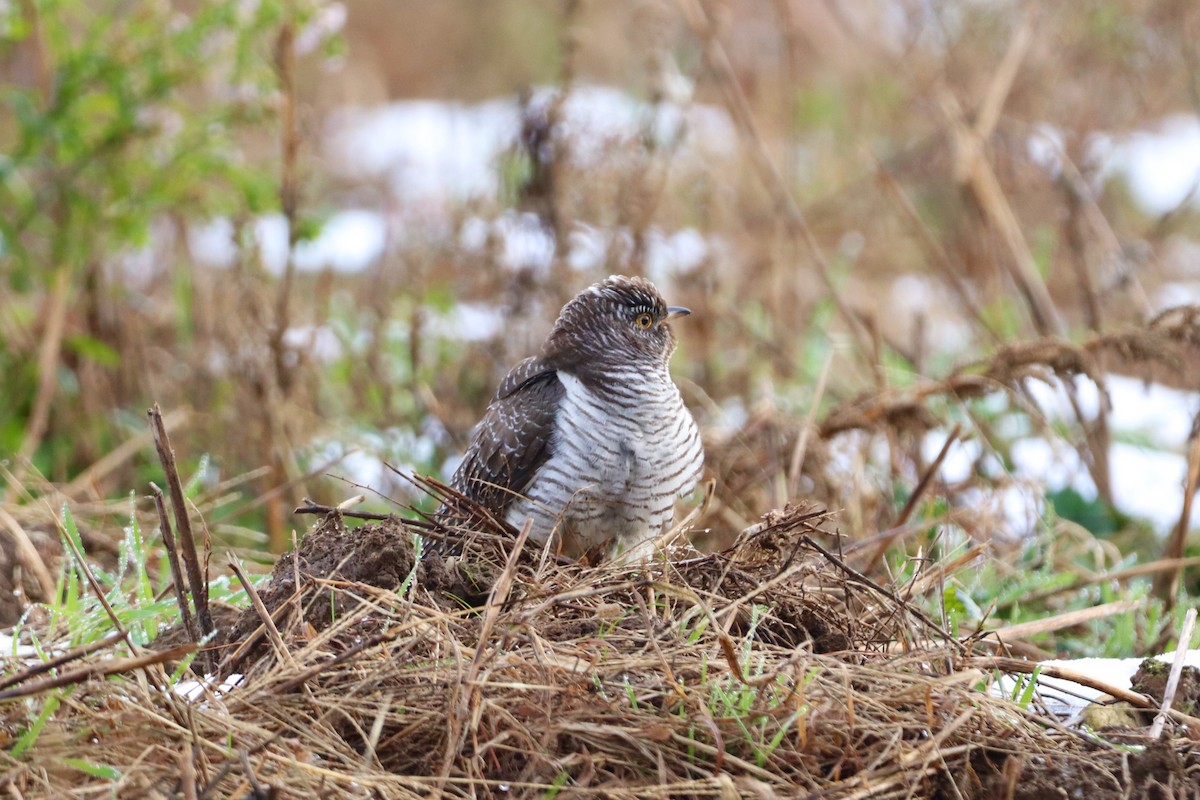 eBird Checklist - 1 Nov 2020 - Snake Den Farm - 1 species