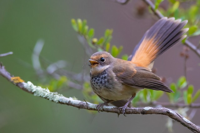 2023 eBird Annual Taxonomy Update - Australia - eBird Australia