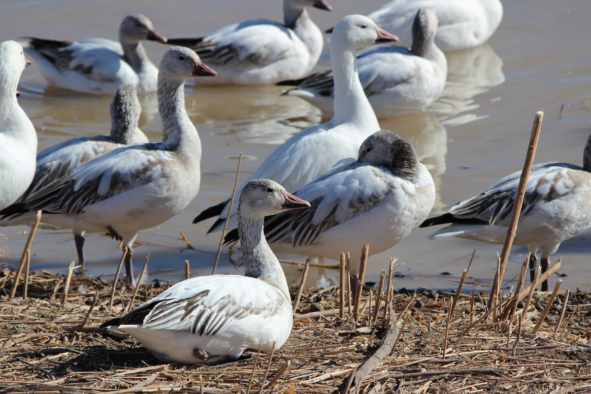 eBird Checklist - 17 Jan 2021 - Bosque del Apache NWR - 18 species