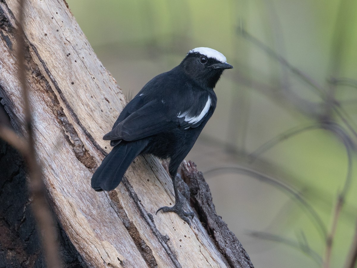 Arnot's Chat - Myrmecocichla arnotti - Birds of the World