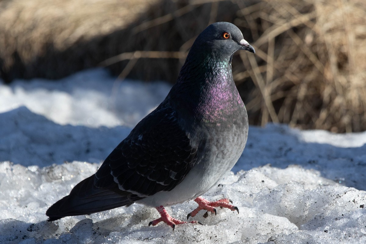 ML313472071 - Rock Pigeon (Feral Pigeon) - Macaulay Library