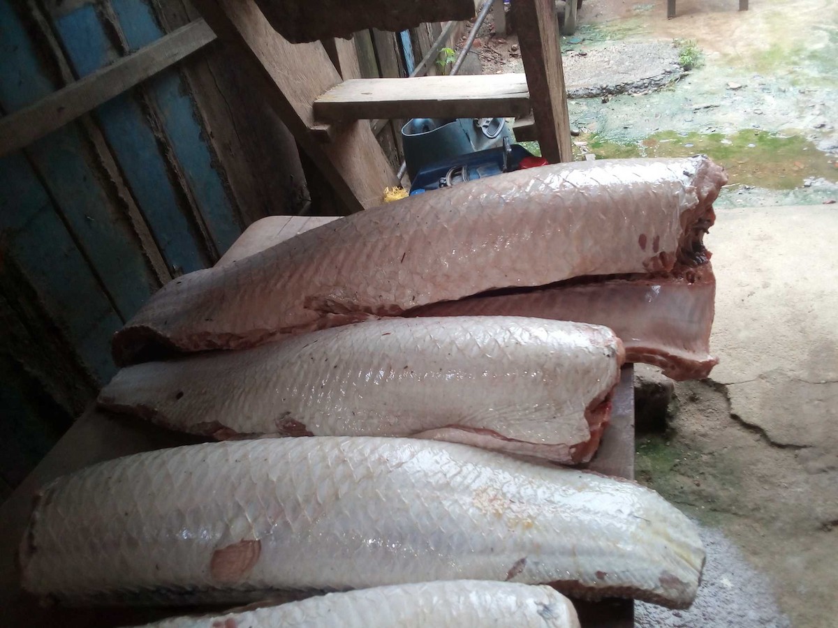 ML313753471 - Paiche - Macaulay Library