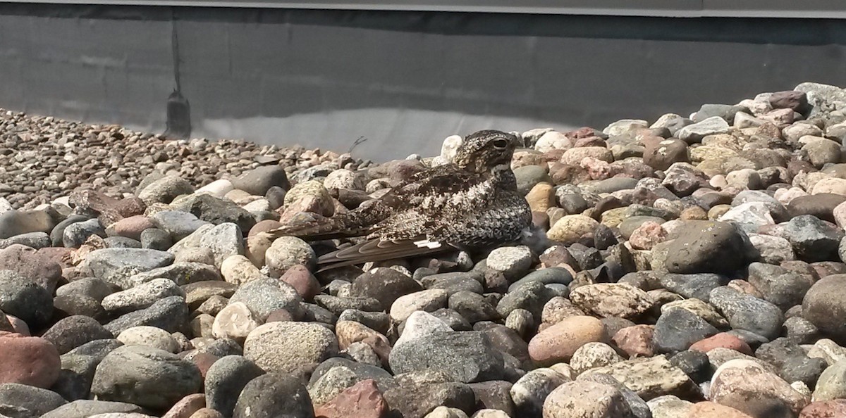ML31384241 - Common Nighthawk - Macaulay Library