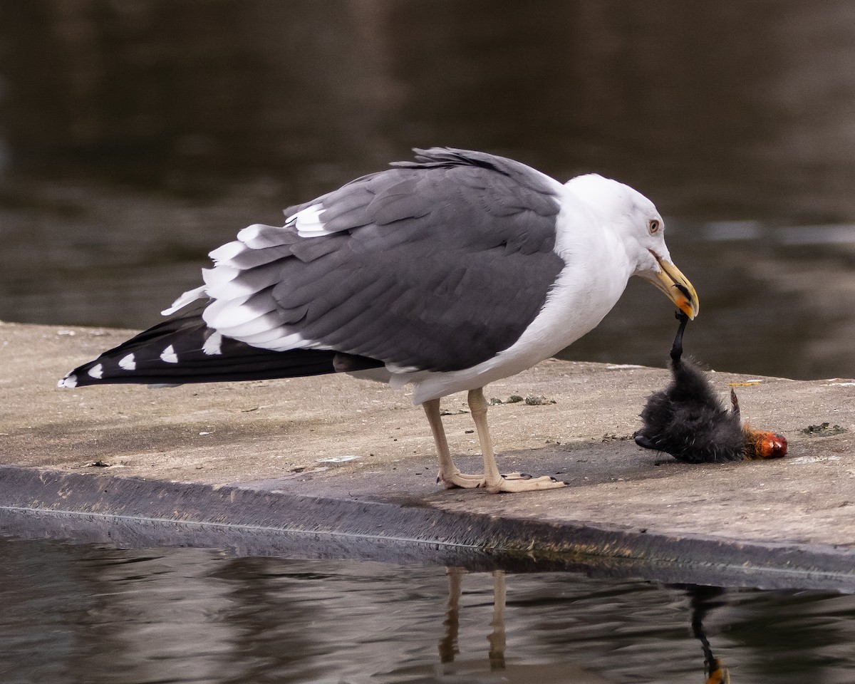ML314059871 - Lesser Black-backed Gull - Macaulay Library