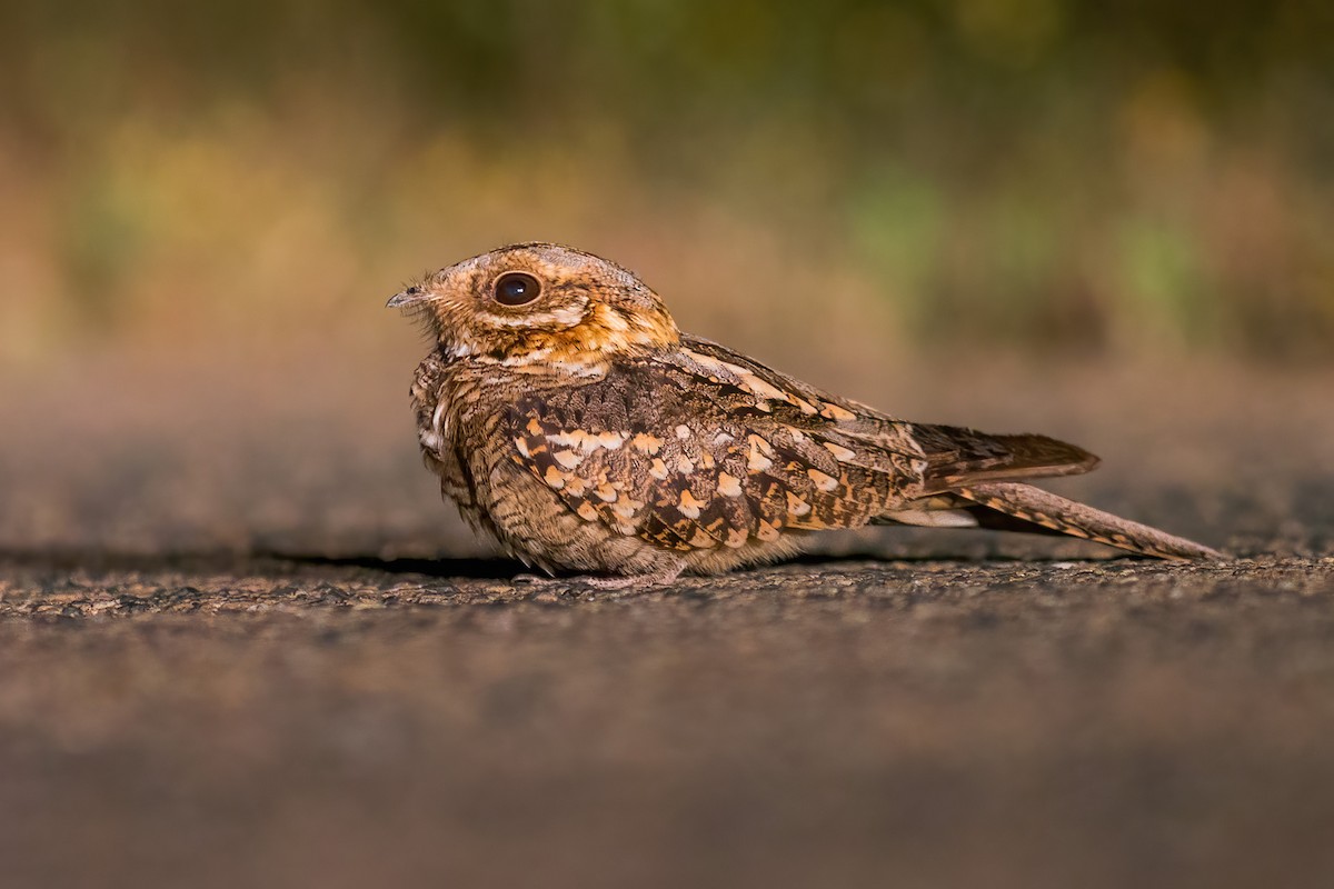 ML314205091 - Red-necked Nightjar - Macaulay Library