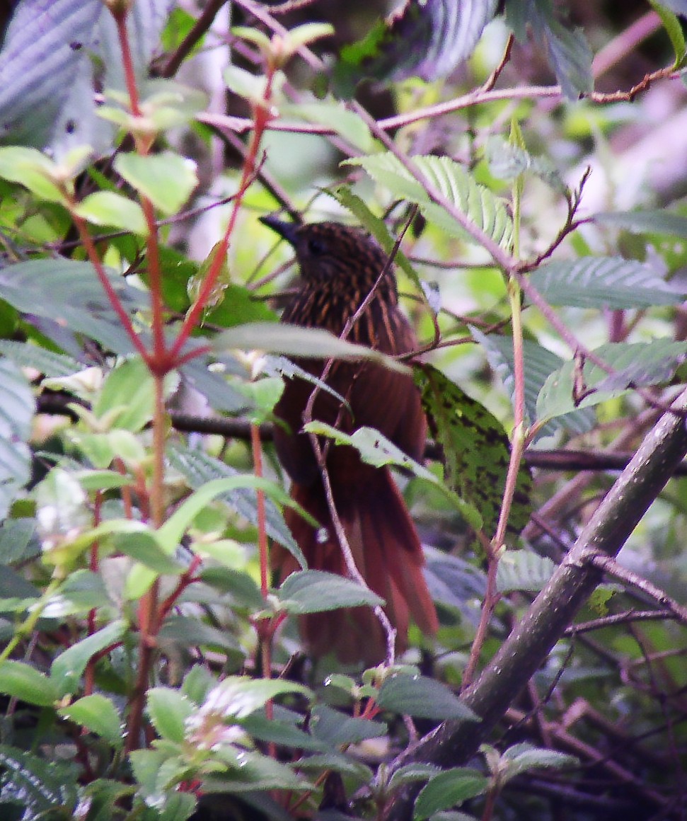 ML314694671 - Flammulated Treehunter - Macaulay Library