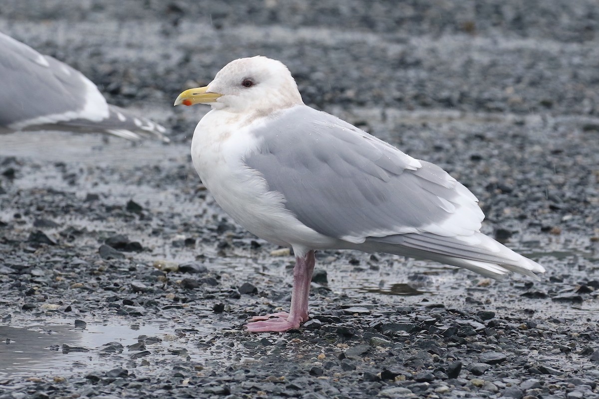 ML314824151 - Glaucous x Glaucous-winged Gull (hybrid) - Macaulay Library