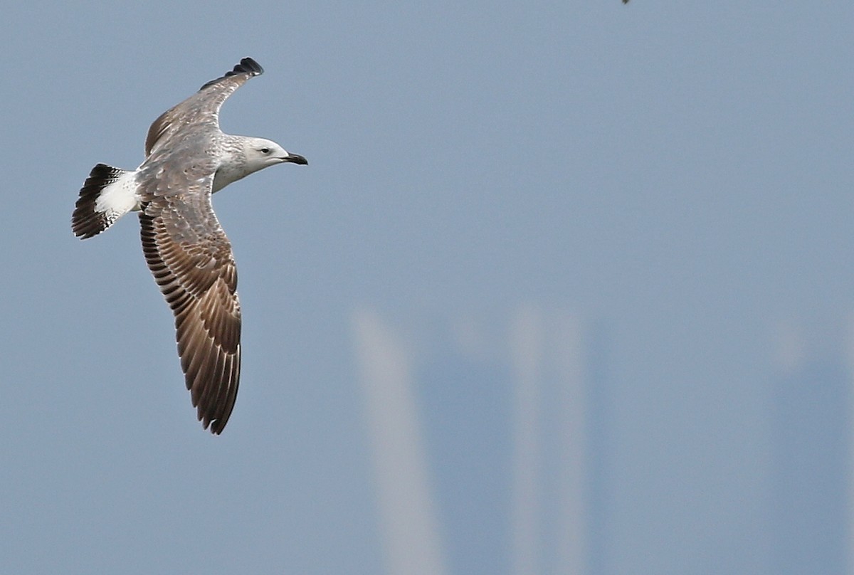 ML315040211 - Lesser Black-backed Gull (taimyrensis) - Macaulay Library