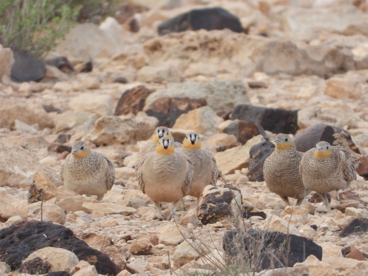 Israel Breeding Bird Atlas Checklist - 12 Mar 2021 - Celia's hide ...