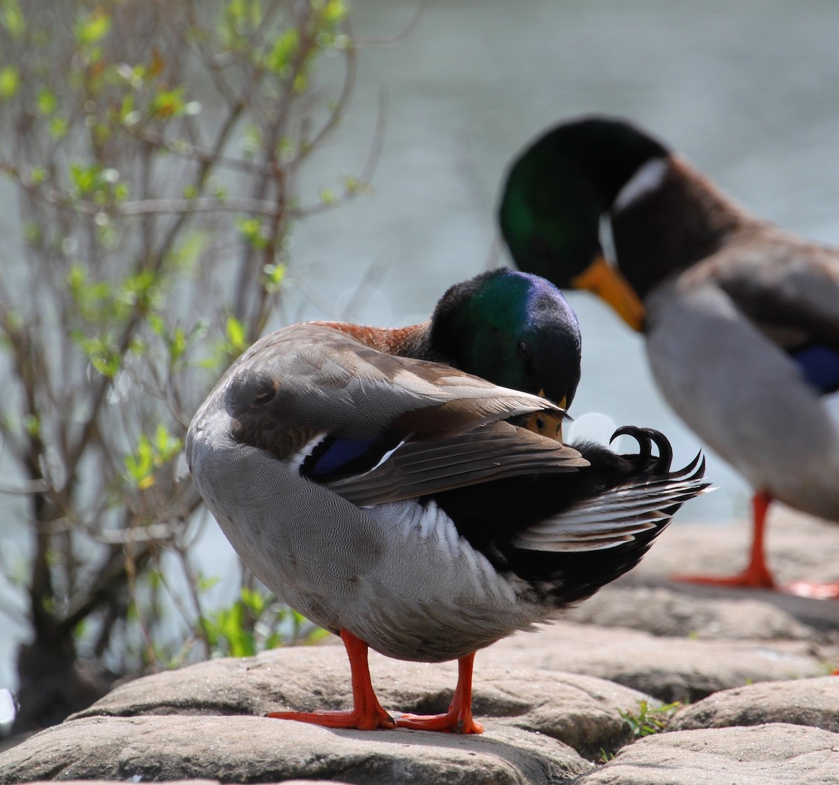 eBird Checklist - 22 Feb 2014 - Hopkins Community Park (UTC 086 ...