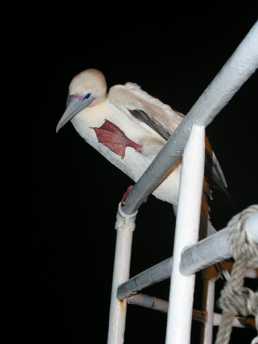 eBird Checklist - 12 Mar 2002 - Pacific Ocean - west of Napari - 4 species