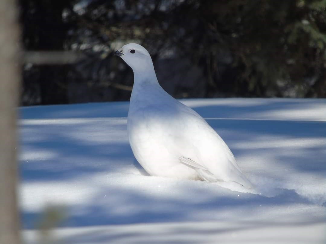 eBird Checklist - 25 Feb 2021 - auberge matchi-manitou - 1 species