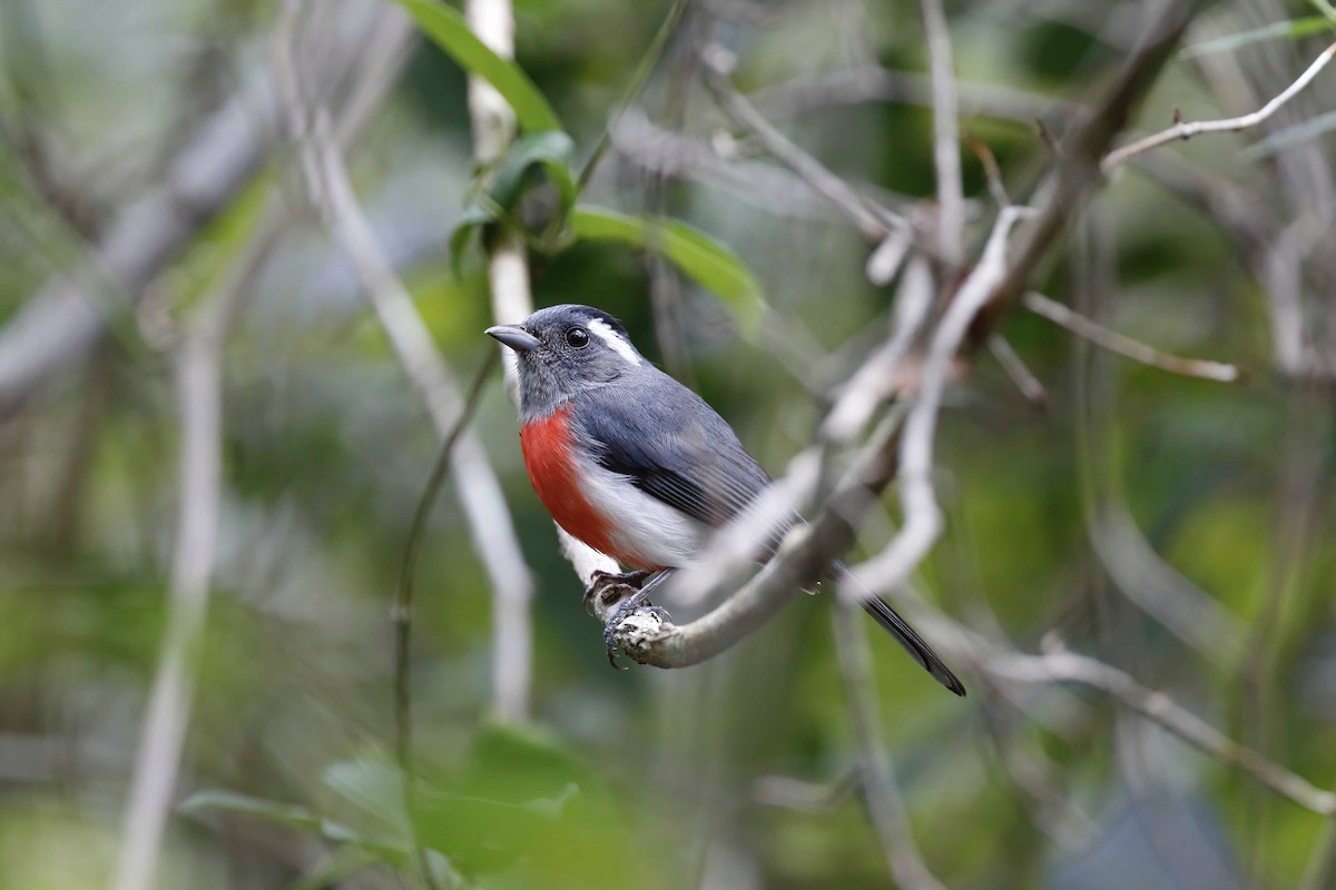 ML316746361 - Gray-throated Chat - Macaulay Library