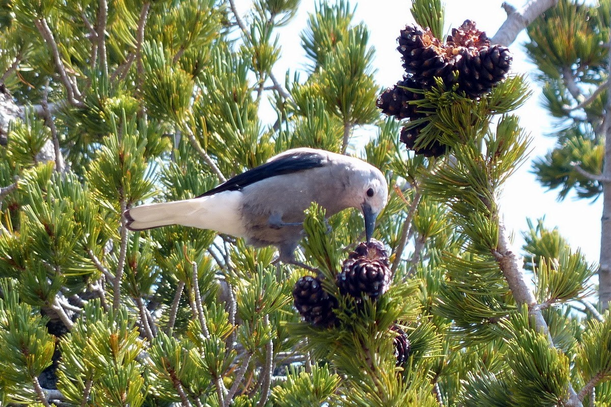 ML316760601 - Clark's Nutcracker - Macaulay Library