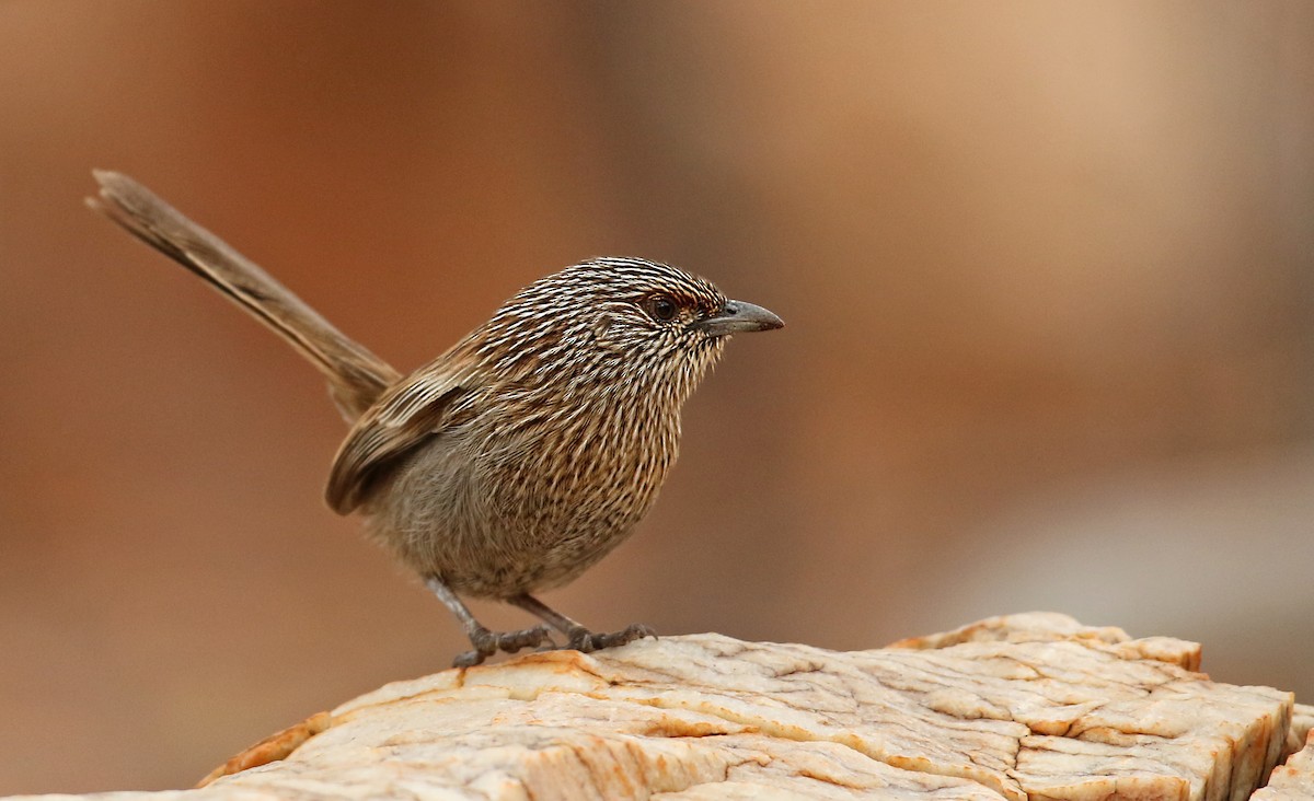 Kalkadoon Grasswren - Amytornis ballarae - Media Search - Macaulay ...