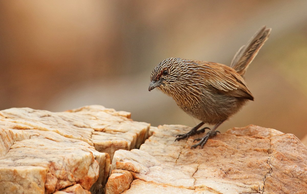 Kalkadoon Grasswren - Amytornis ballarae - Media Search - Macaulay ...