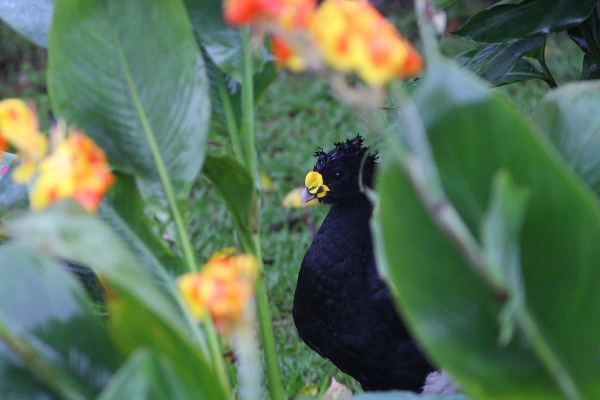 eBird Checklist - 29 Nov 2012 - PN Arenal - 5 species