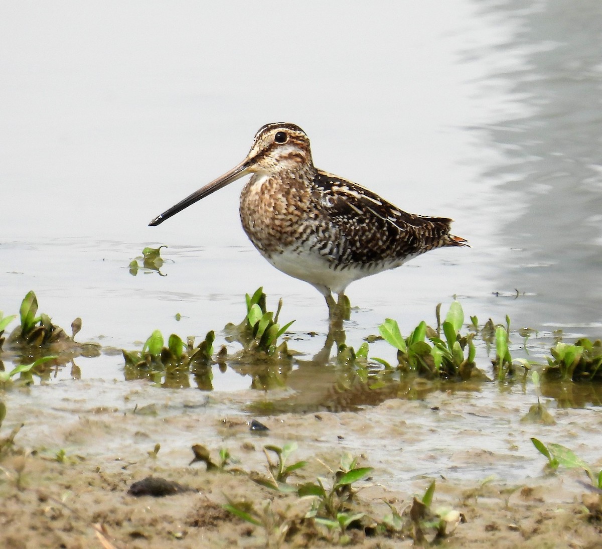 ML317453541 - Wilson's Snipe - Macaulay Library