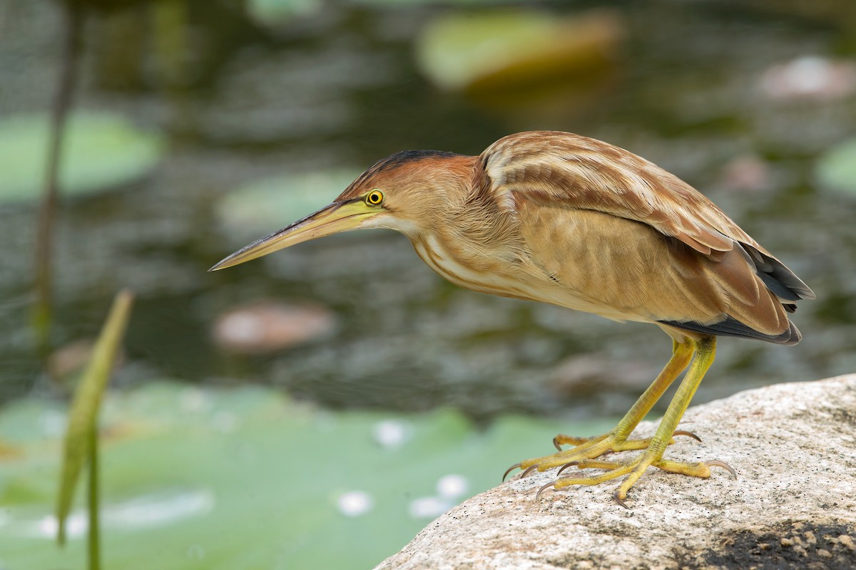 ML317506061 - Yellow Bittern - Macaulay Library