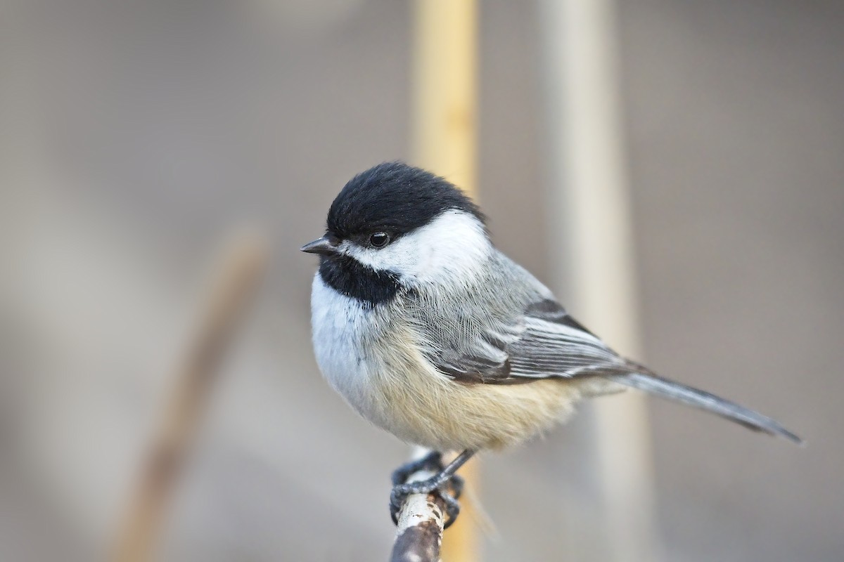eBird Checklist - 16 Mar 2021 - Mystic River Reservation--Torbert ...