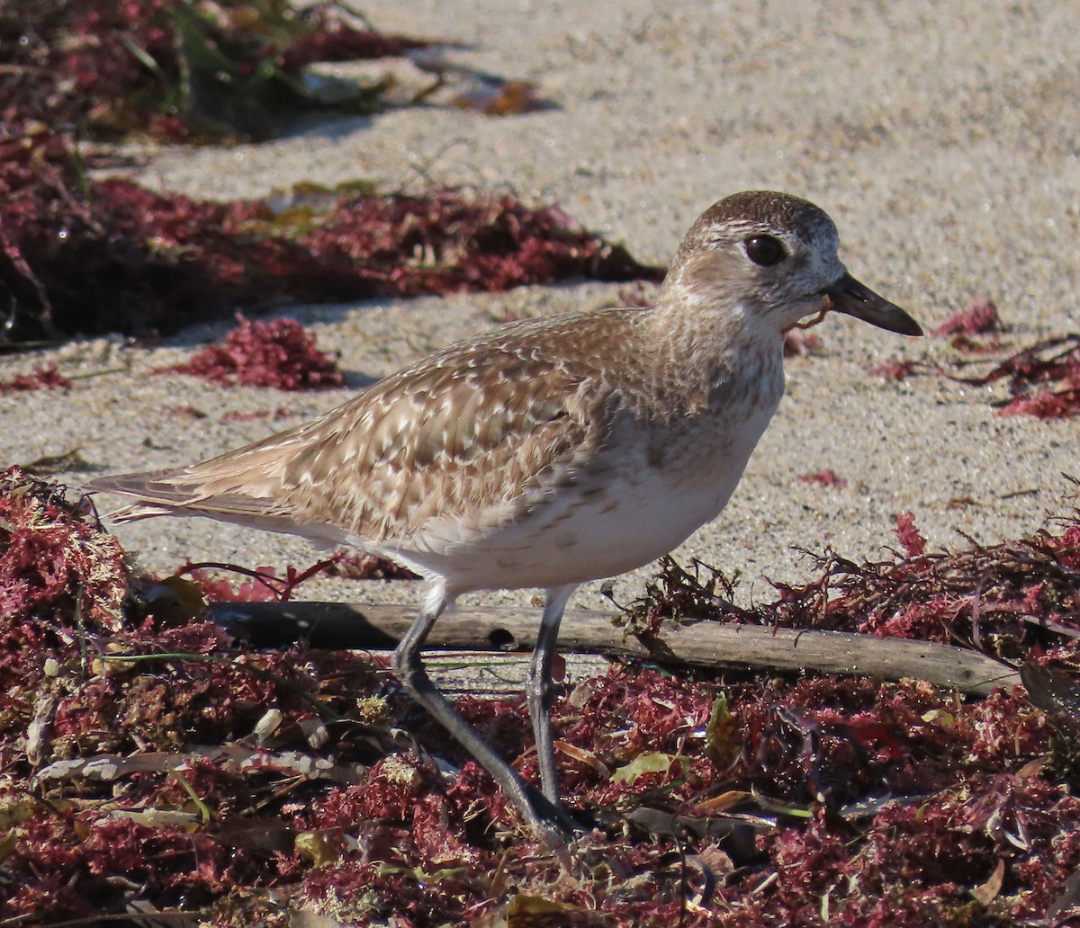 eBird Checklist - 19 Mar 2021 - Trestles to San Clemente State Park ...
