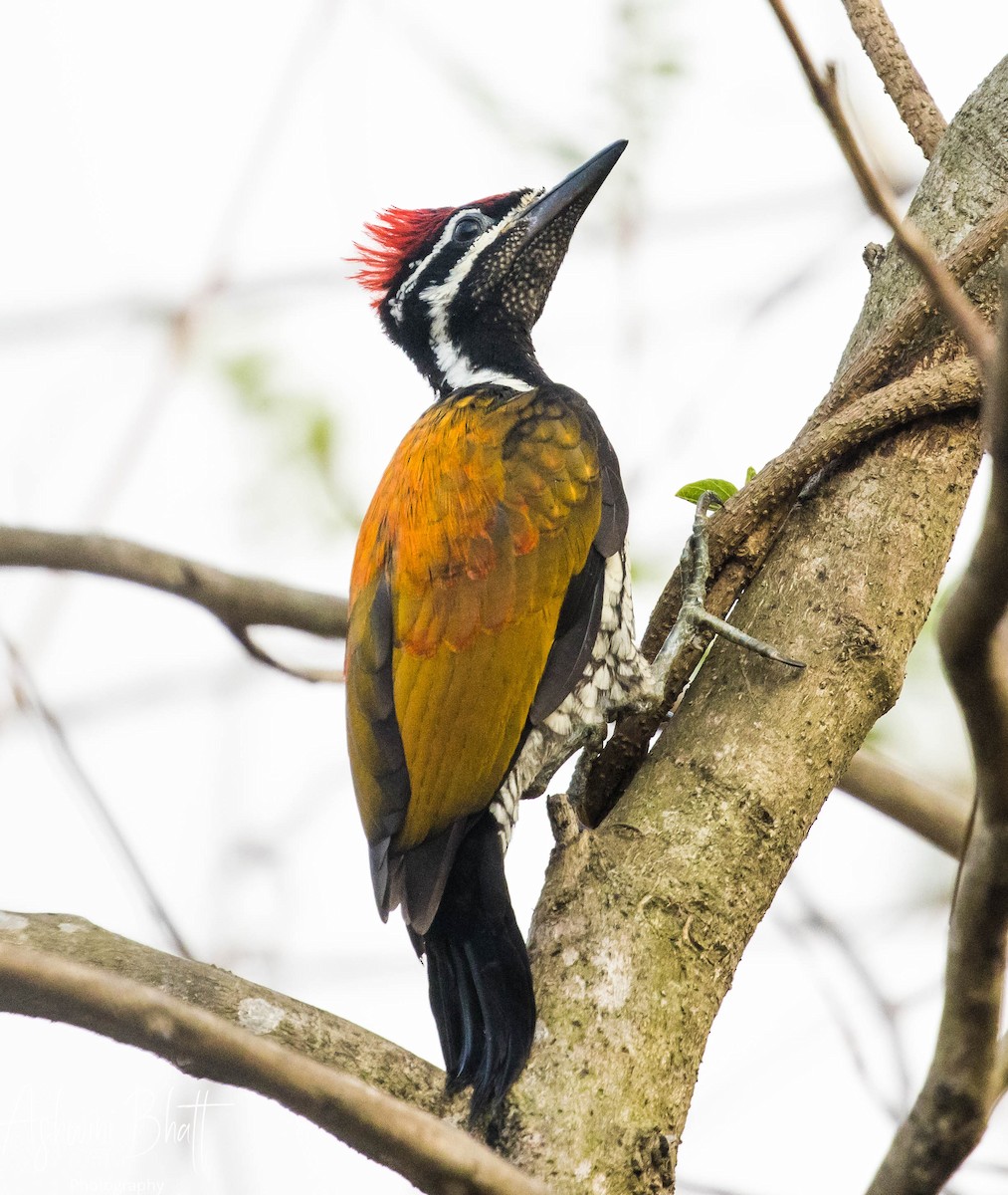 ML318211471 - Black-rumped Flameback - Macaulay Library