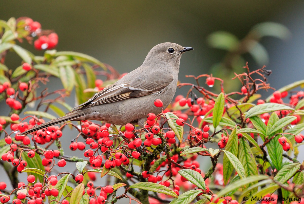 Townsend's Solitaire - Myadestes townsendi - Media Search - Macaulay ...