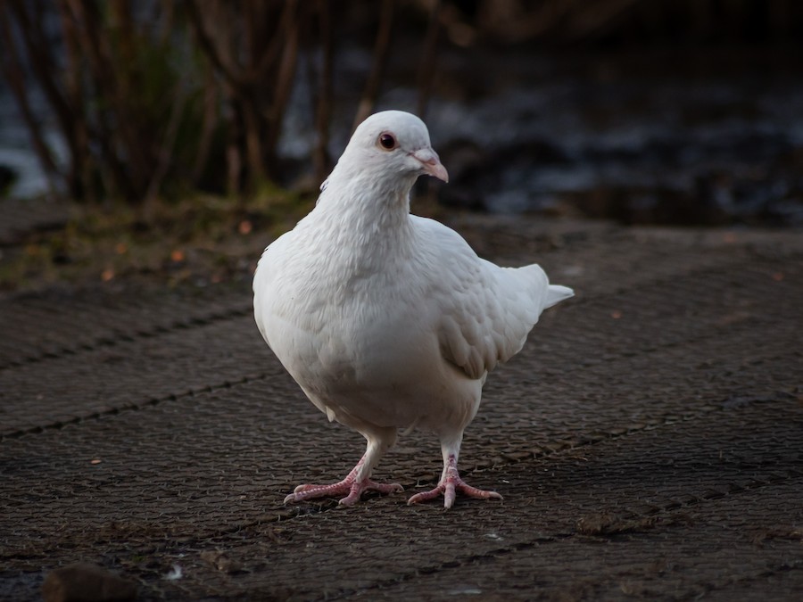 Columba sp. - eBird