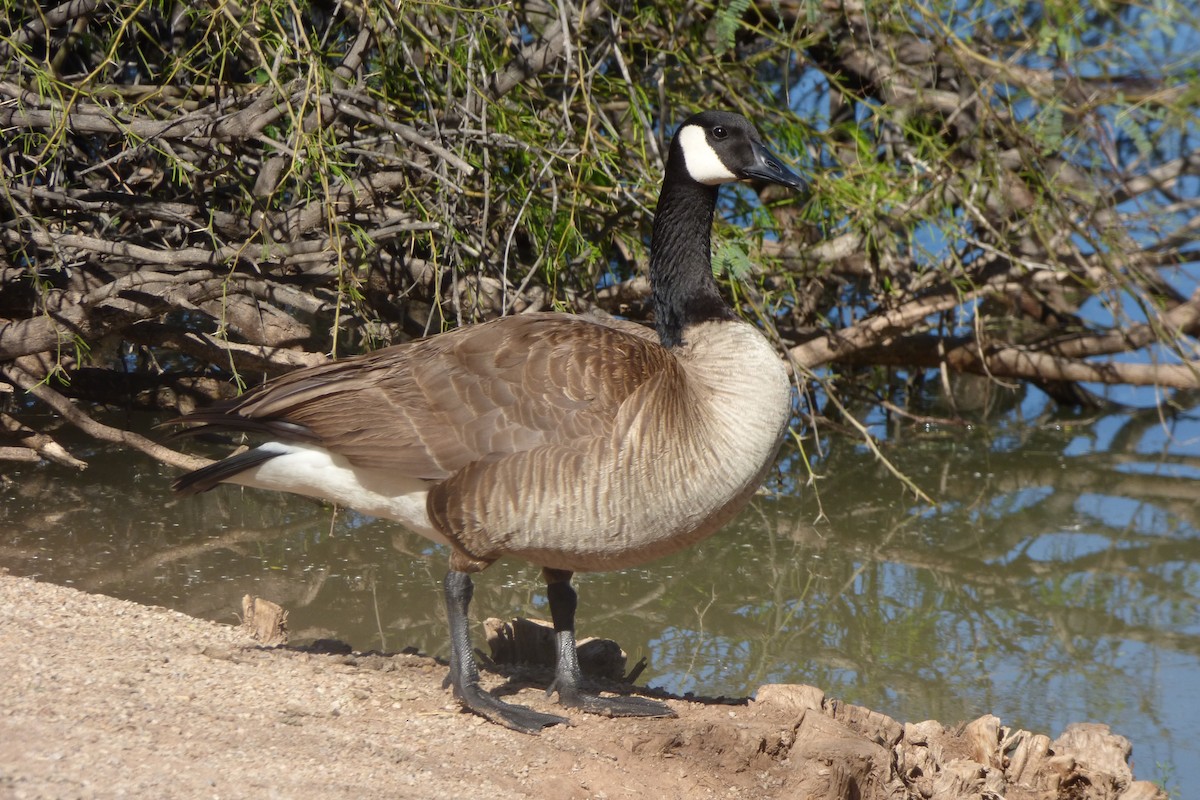 eBird Checklist - 20 Mar 2021 - Riparian Preserve at Gilbert Water ...