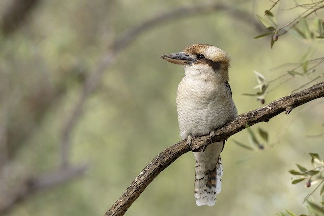 News - eBird Australia